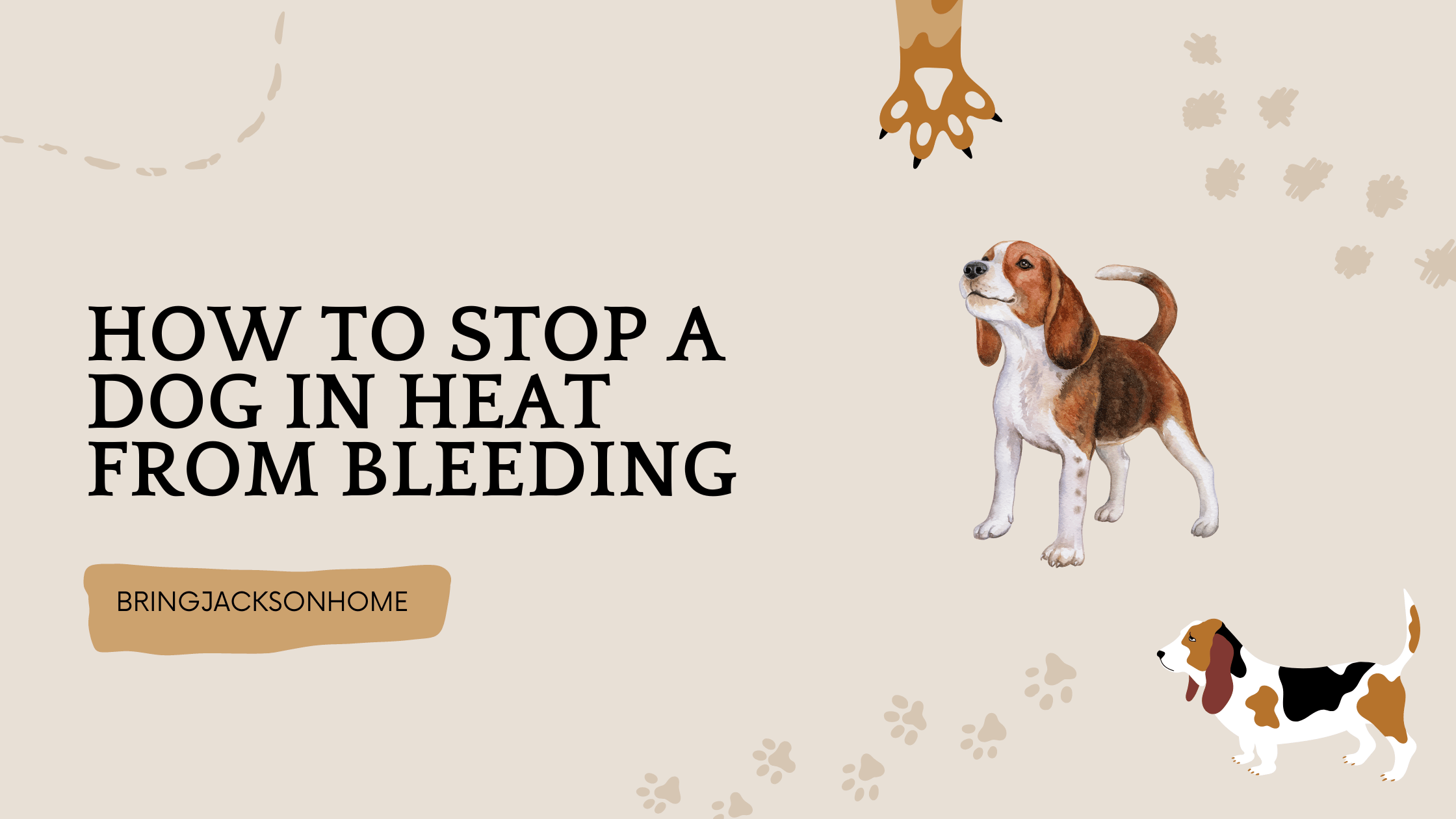 How To Keep My Dog In Heat From Bleeding Everywhere